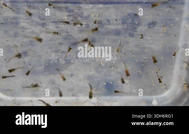 Small guppy fry swim in clear water inside a container. The tiny fish ...