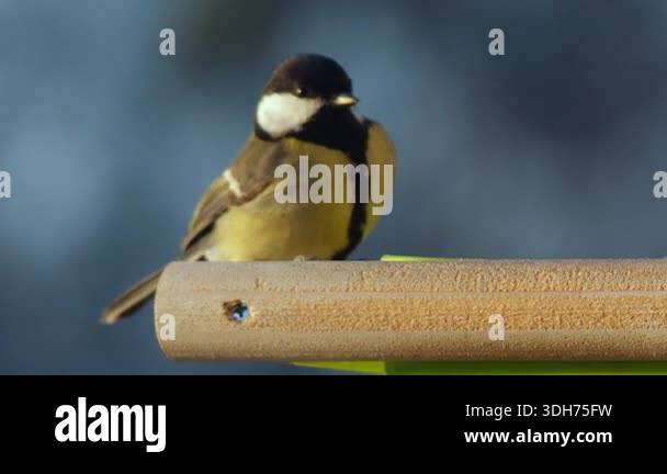 Close up slow-motion footage of a titmouse eating peanuts, capturing ...