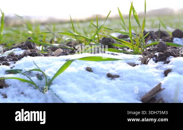 Close Up of Snow-Covered Ground with Green Grass in a Quiet Winter ...