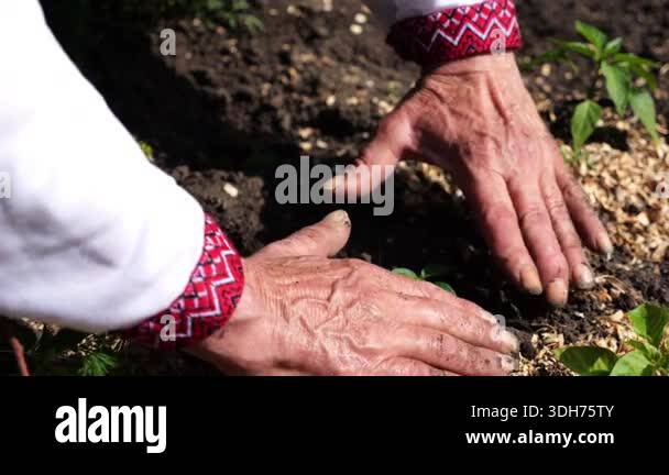 Adult male hands of farmer in vyshyvanka planting green sprout in ...