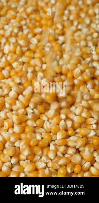 Ripe Dry Uncooked Corn Kernels For Popcorn Pouring Slow Motion Vertical ...