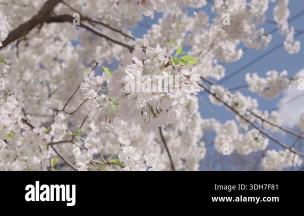 Gentle blossom tree on blue sky. Flower of fruit tree. Spring flower ...