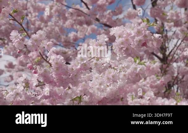 Sakura spring flower. Cherry blossom tree. Cherry blossom in Sakura ...