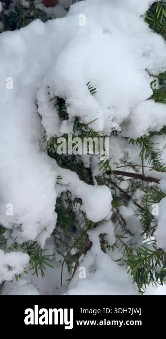 Cinematic tracking shot of green bush branches covered with heavy snow ...