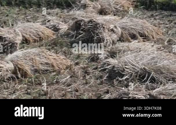 Rice stalk tied up bundle in the field. Agriculture paddy crop stack ...