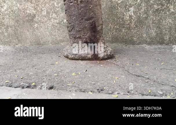 Syzygium cumini tree affected by slime flux disease. Also known as ...