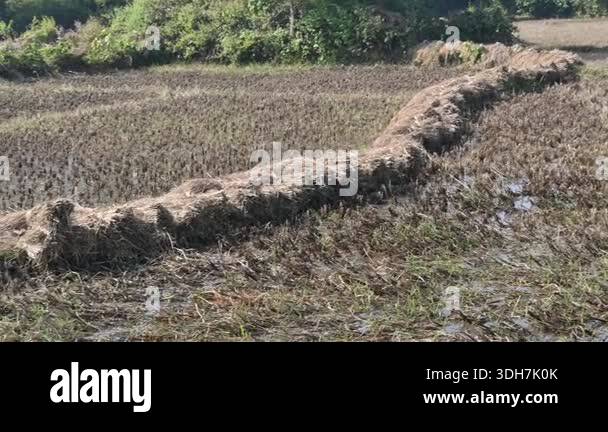 Rice stalk tied up bundle in the field. Agriculture paddy crop stack ...