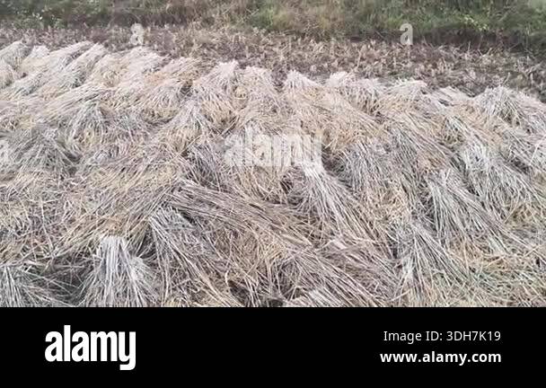 Rice stalks in the field. Fresh rice stalks in the field after ...