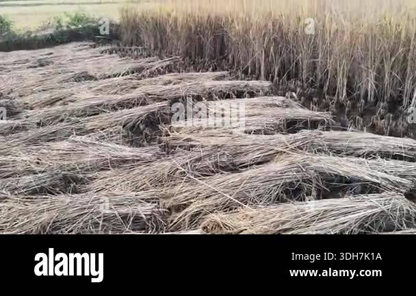 Rice stalks in the field. Fresh rice stalks in the field after ...