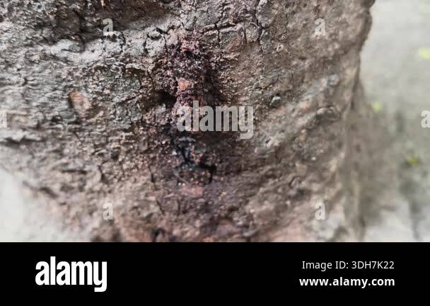 Bacterial slime Stock Videos & Footage - HD and 4K Video Clips - Alamy