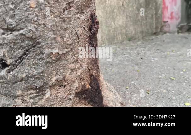 Syzygium cumini tree affected by slime flux disease. Also known as ...