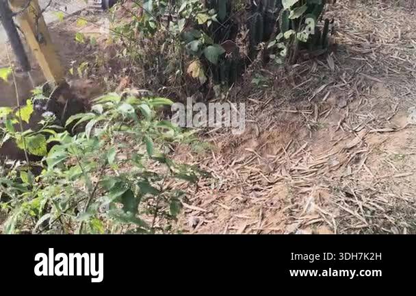 An excavator uses its bucket to dig a narrow trench for laying pipes ...