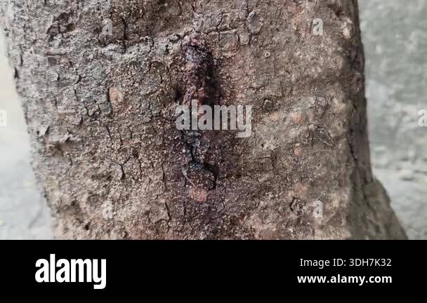 Syzygium cumini tree affected by slime flux disease. Also known as ...