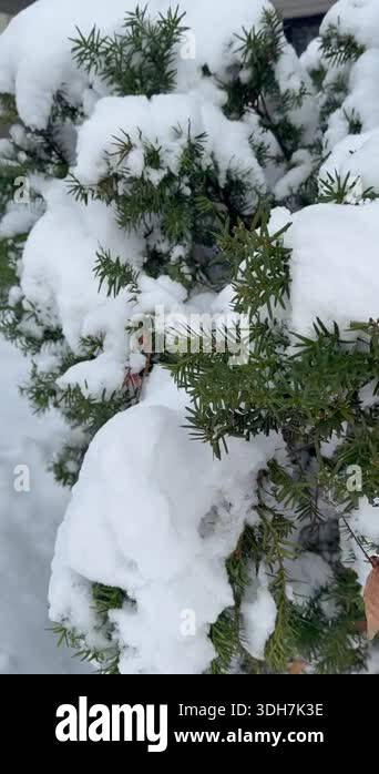 Close up of green bush branches covered with fresh white snow swaying ...