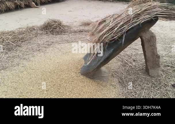 Farmer Rice plants thrashed on the rock. To separate the grains, the ...