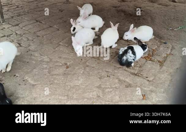 A group of rabbits. They gather in their enclosure to eat scattered ...