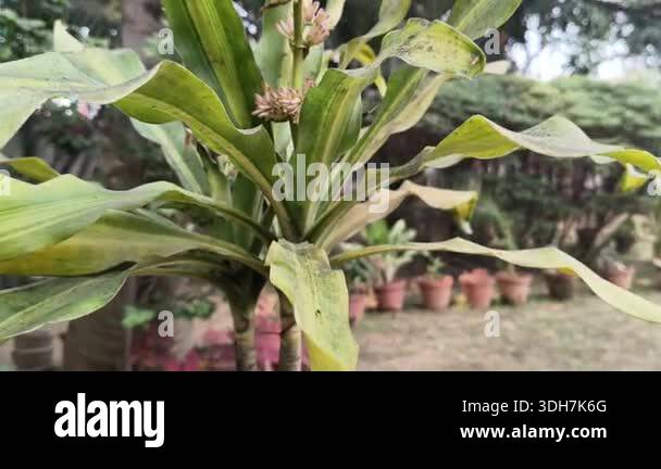 Dracaena fragrans or cornstalk dracaena flower. It is a flowering plant ...