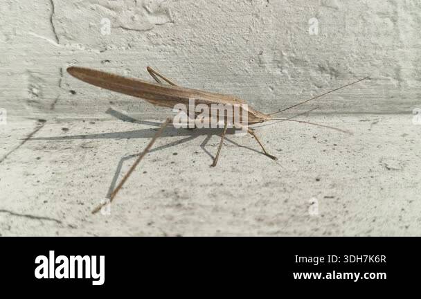 Brown tipped Conehead katydid resting on a textured white wall. It has ...