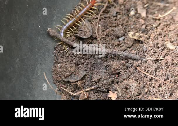 Scolopendra gigantea centipede. Its common name Peruvian giant yellow ...