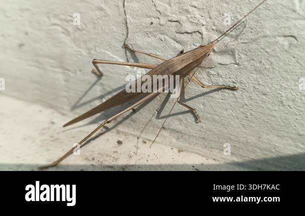 Brown tipped Conehead katydid resting on a textured white wall. It has ...