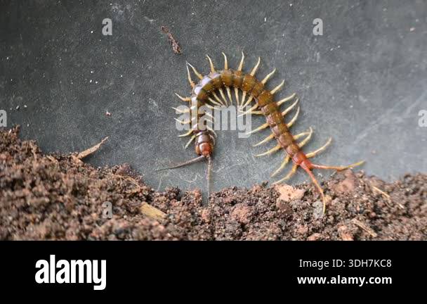 Scolopendra gigantea centipede. Its common name Peruvian giant yellow ...