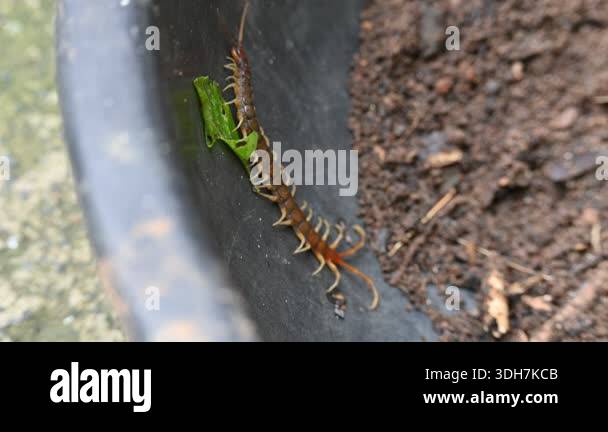 Scolopendra gigantea centipede. Its common name Peruvian giant yellow ...