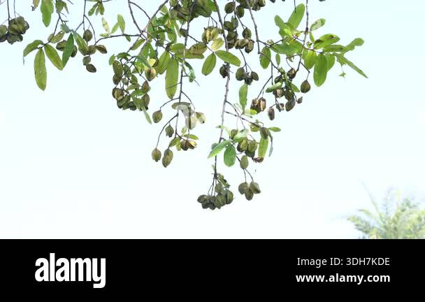 Terminalia arjuna fruits in the tree. Itis a tree of the genus ...