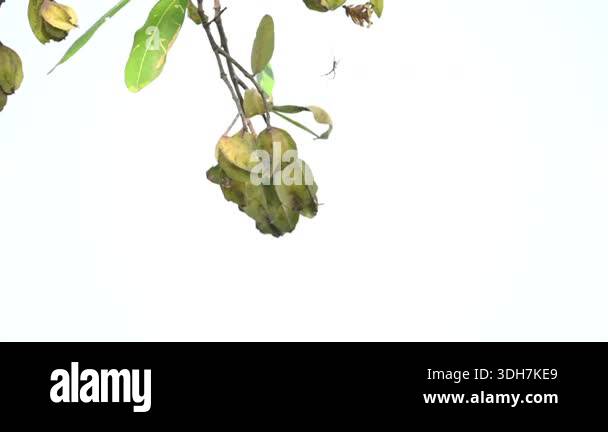 Terminalia arjuna fruits in the tree. Itis a tree of the genus ...