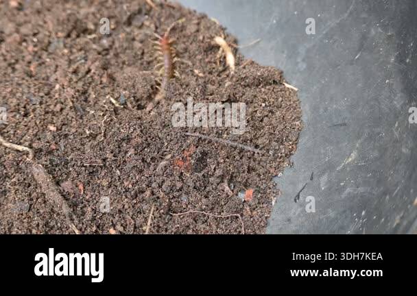 Scolopendra gigantea centipede. Its common name Peruvian giant yellow ...