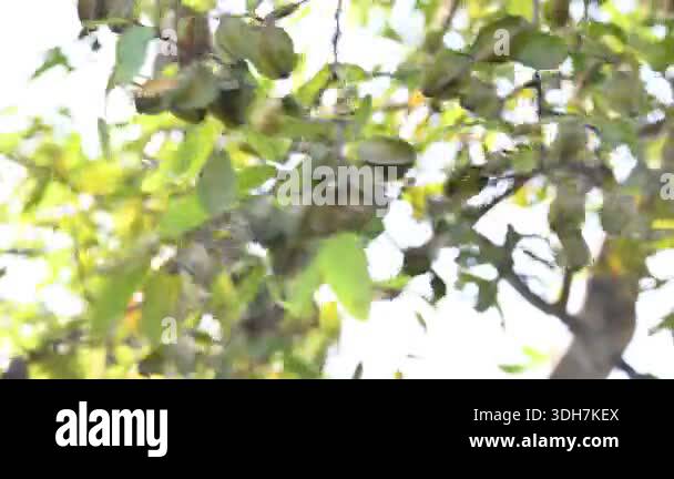 Terminalia arjuna fruits in the tree. Itis a tree of the genus ...
