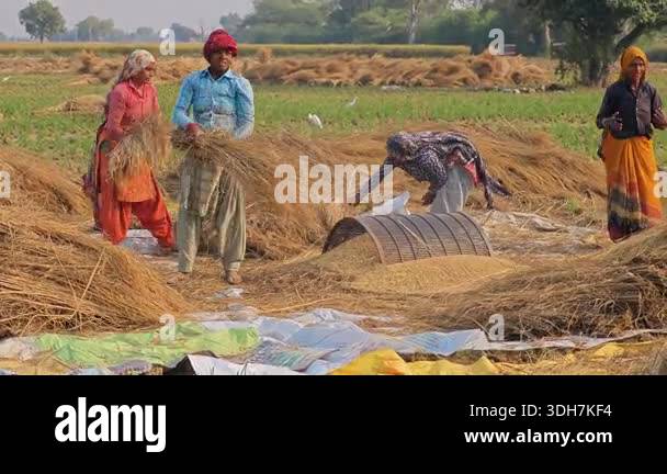 Traditional threshing method Stock Videos & Footage - HD and 4K Video ...
