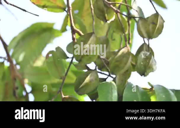 Terminalia arjuna fruits in the tree. Itis a tree of the genus ...