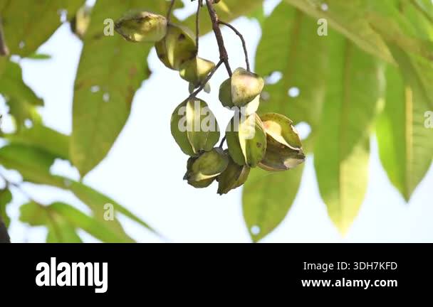 Terminalia arjuna fruits in the tree. Itis a tree of the genus ...
