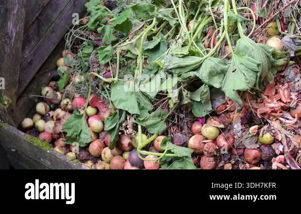 Compost pile in the backyard. The compost is then used as fertilizer ...