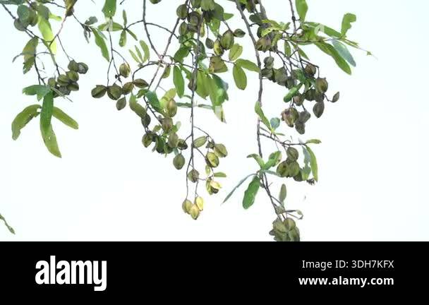 Terminalia arjuna fruits in the tree. Itis a tree of the genus ...