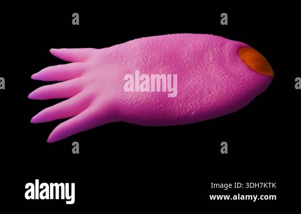 Temnocephalid Flatworm - Microscopic Parasite Animation Stock Video ...
