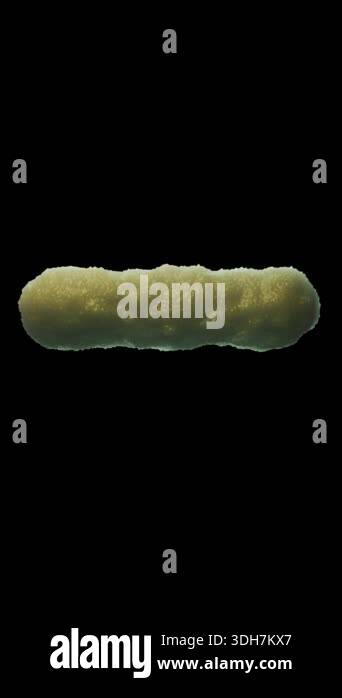 E. coli Bacteria - Gram-Negative Rod Microbe Animation Stock Video ...