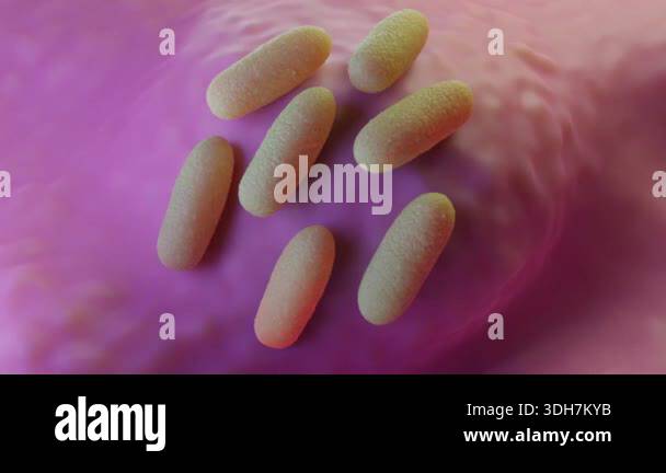 Salmonella Typhimurium Bacteria - Foodborne Pathogen Animation Stock ...