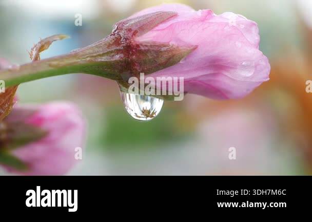 Water drops hang from a pink flower petal after rain Stock Video ...
