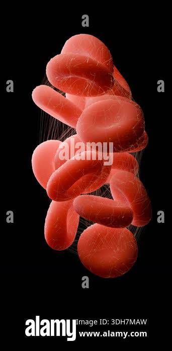 Red Blood Cells Trapped in Fibrin Mesh During Blood Clot Formation ...