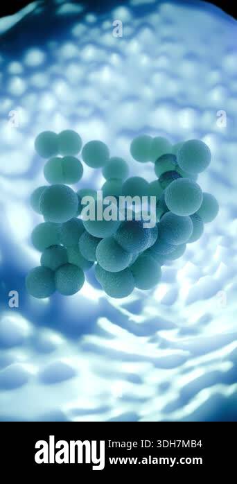 MRSA Bacteria Clusters - Methicillin-Resistant Staphylococcus Aureus ...