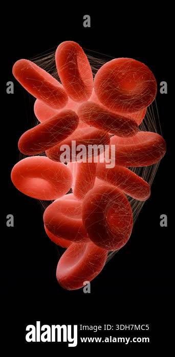 Red Blood Cells Trapped in Fibrin Mesh During Blood Clot Formation ...