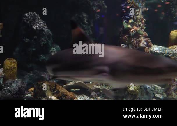 Underwater aquarium scene featuring small fish and Shark swimming near ...