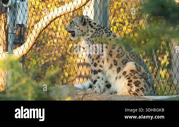 A leopard sits attentively in its enclosure at Melbourne Zoo ...