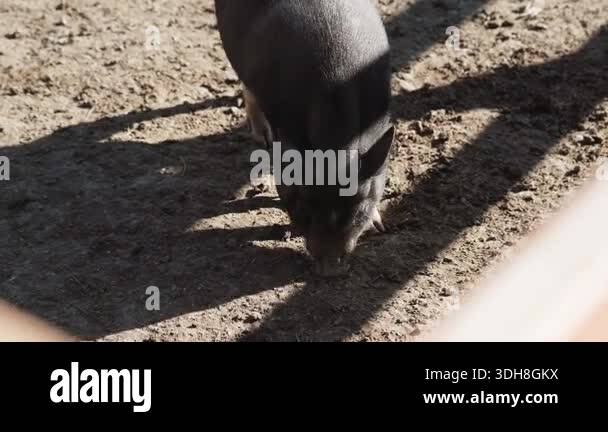 Wild boar exploring the ground in an outdoor setting during daylight ...