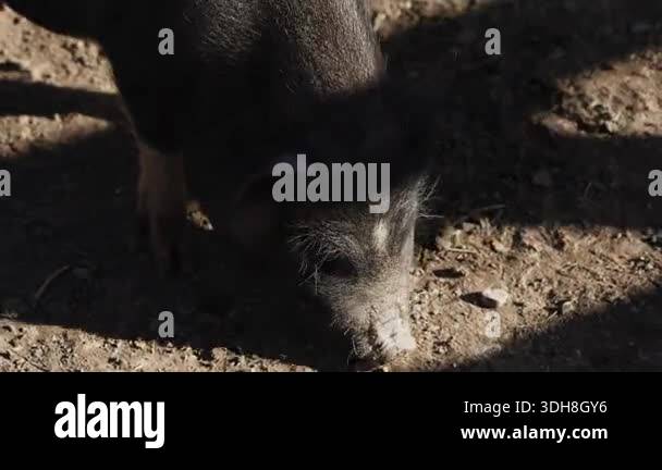 Wild boar activity Stock Videos & Footage - HD and 4K Video Clips - Alamy