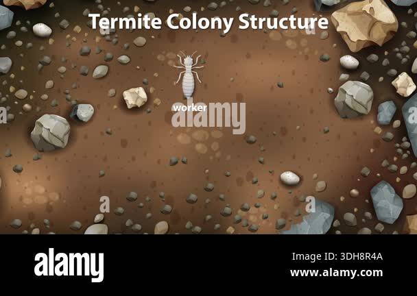Illustrates roles within a termite colony Stock Video Footage - Alamy