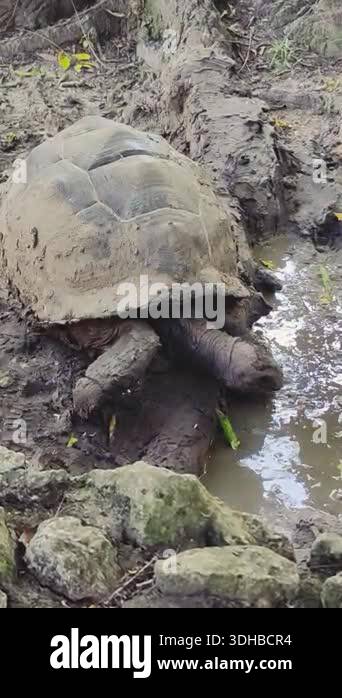 A medium tracking shot of a Galapagos tortoise moving in the mud Stock ...