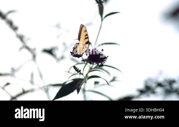 Eastern tiger swallowtail butterfly with yellow and black wings landing ...