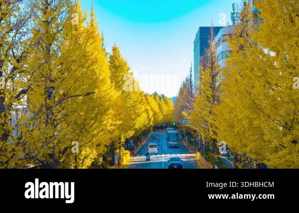 A timelapse of traffic jam at the yellow gingko city street in autumn ...
